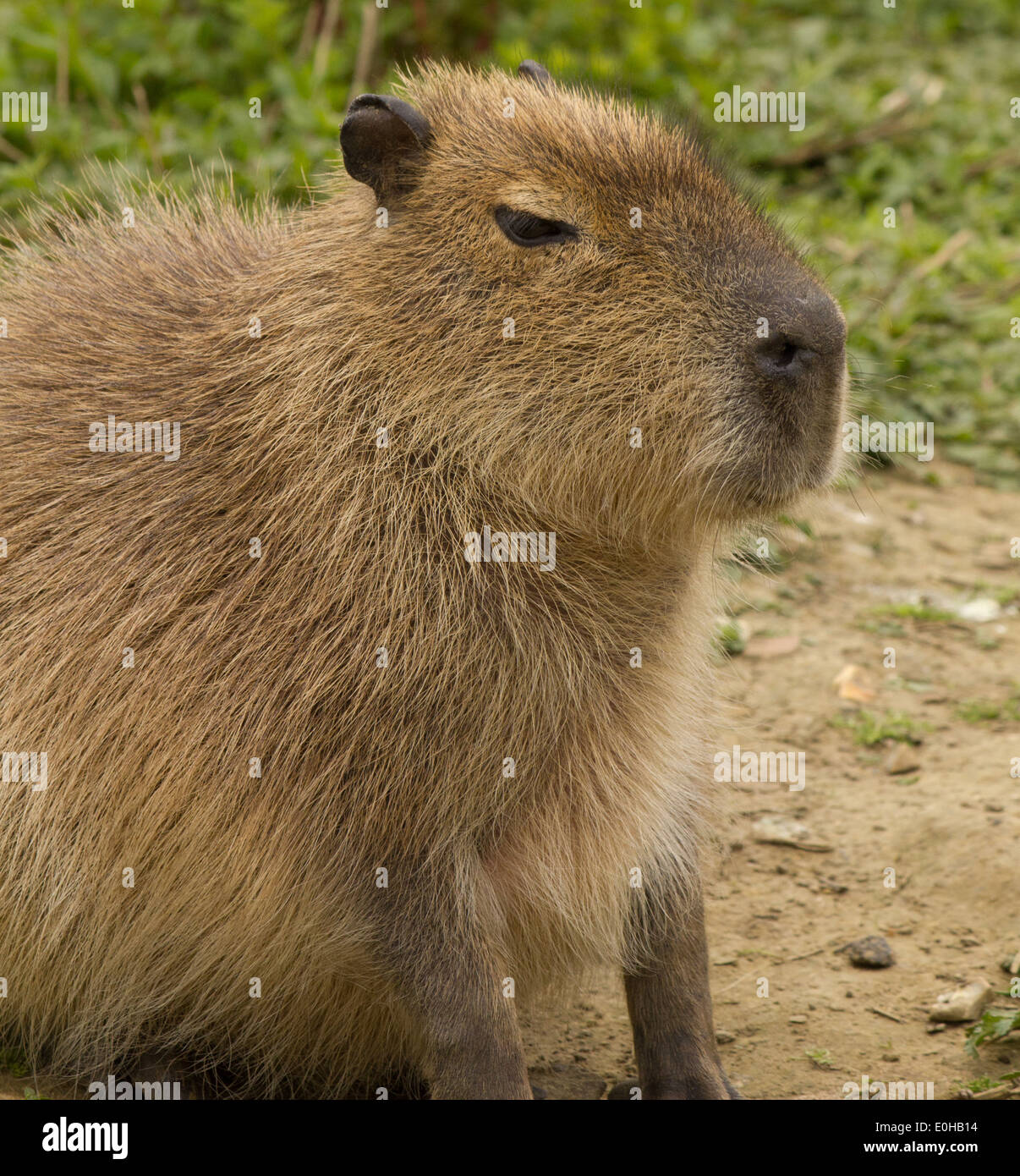 Capybara isolated hi-res stock photography and images - Alamy