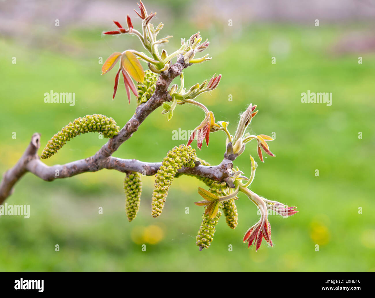 Walnut blossom hi-res stock photography and images - Alamy