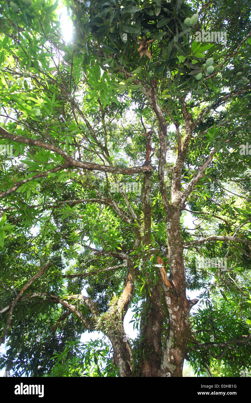 Panama mango hi-res stock photography and images - Alamy