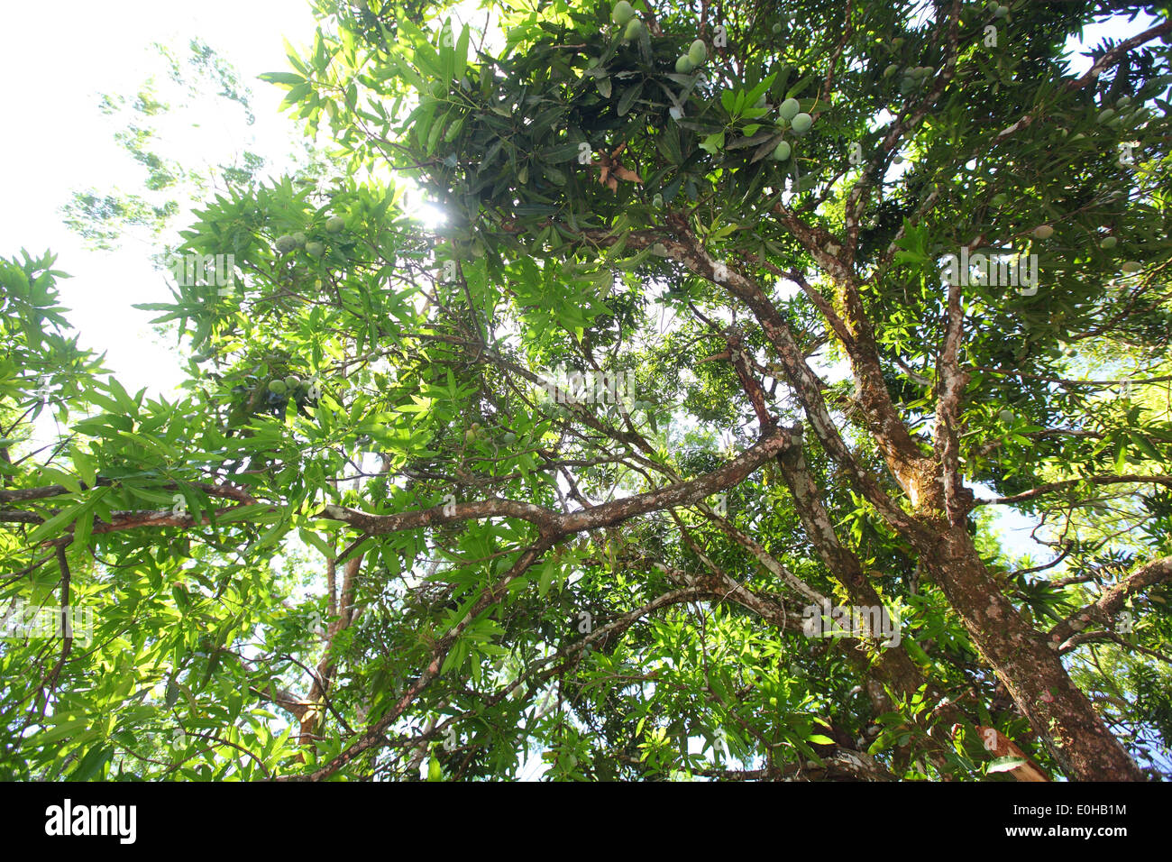 Panama mango hi-res stock photography and images - Alamy