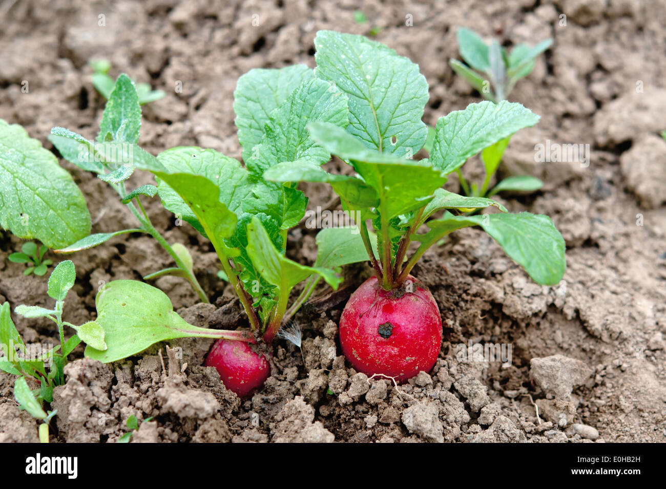 Dirty radishes hi-res stock photography and images - Alamy