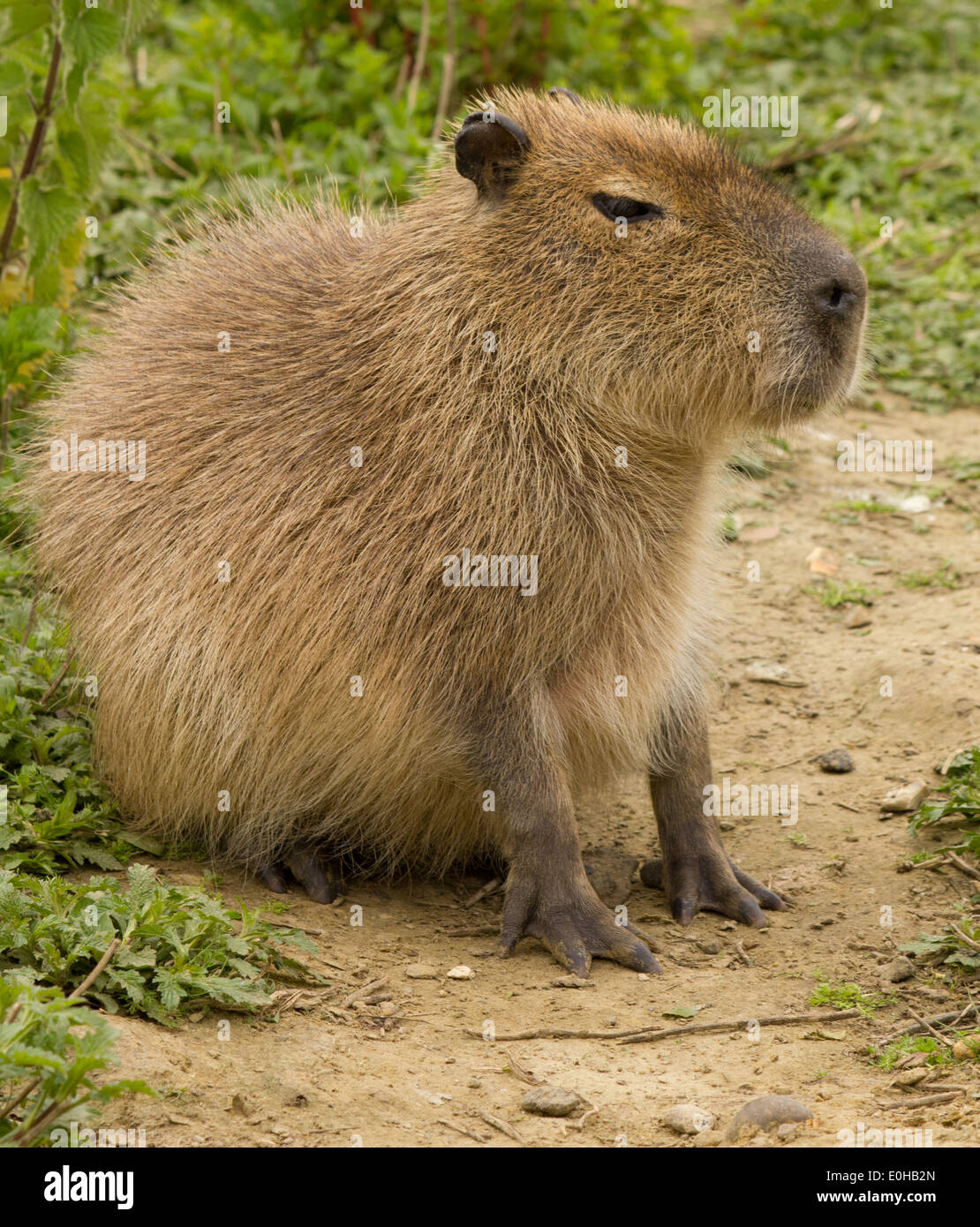Single / alone sitting capybara Stock Photo - Alamy