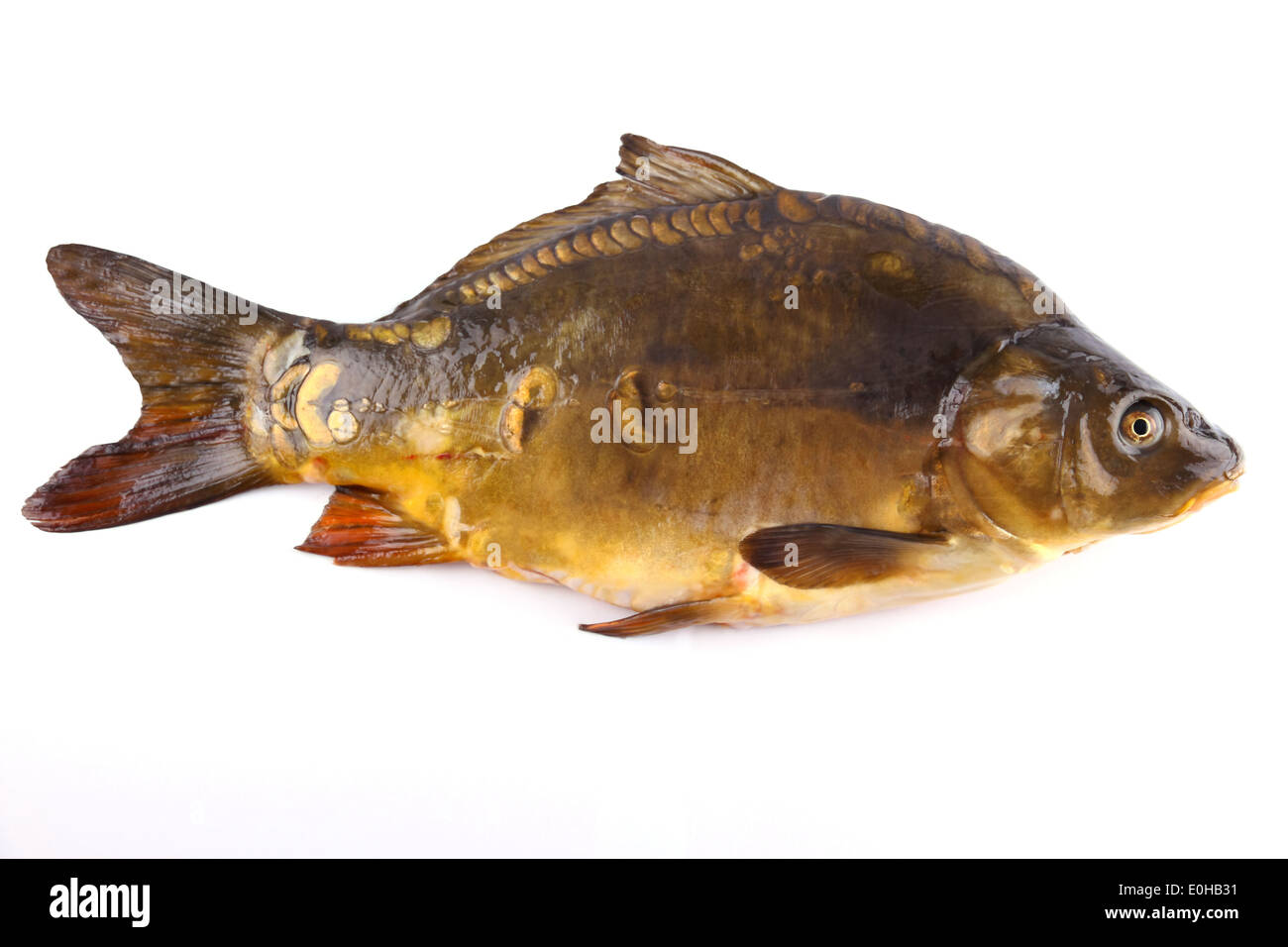 mirrorThickness fresh mirror carp on white background, isolated Stock ...