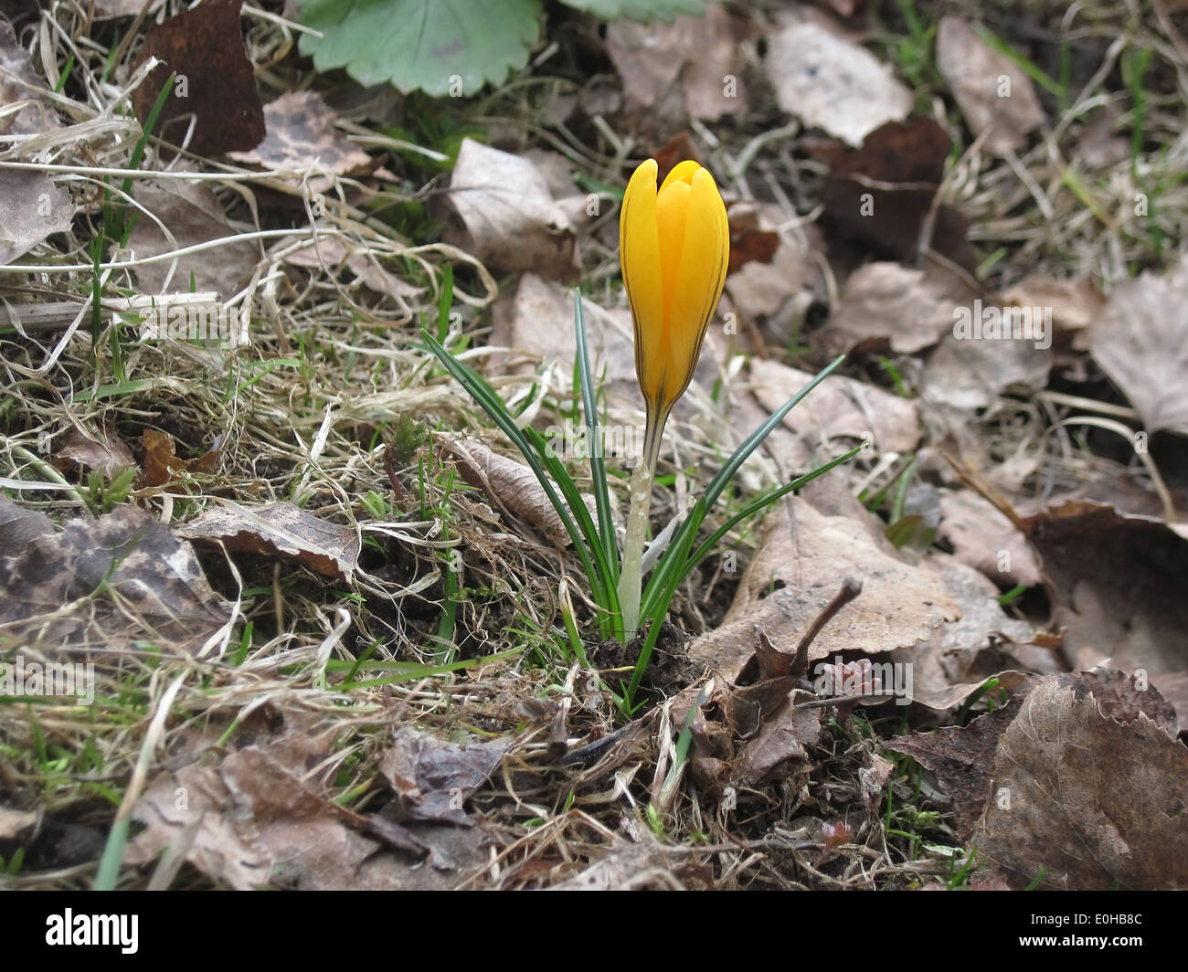 the first spring yellow flower closeup on ground background Stock Photo ...