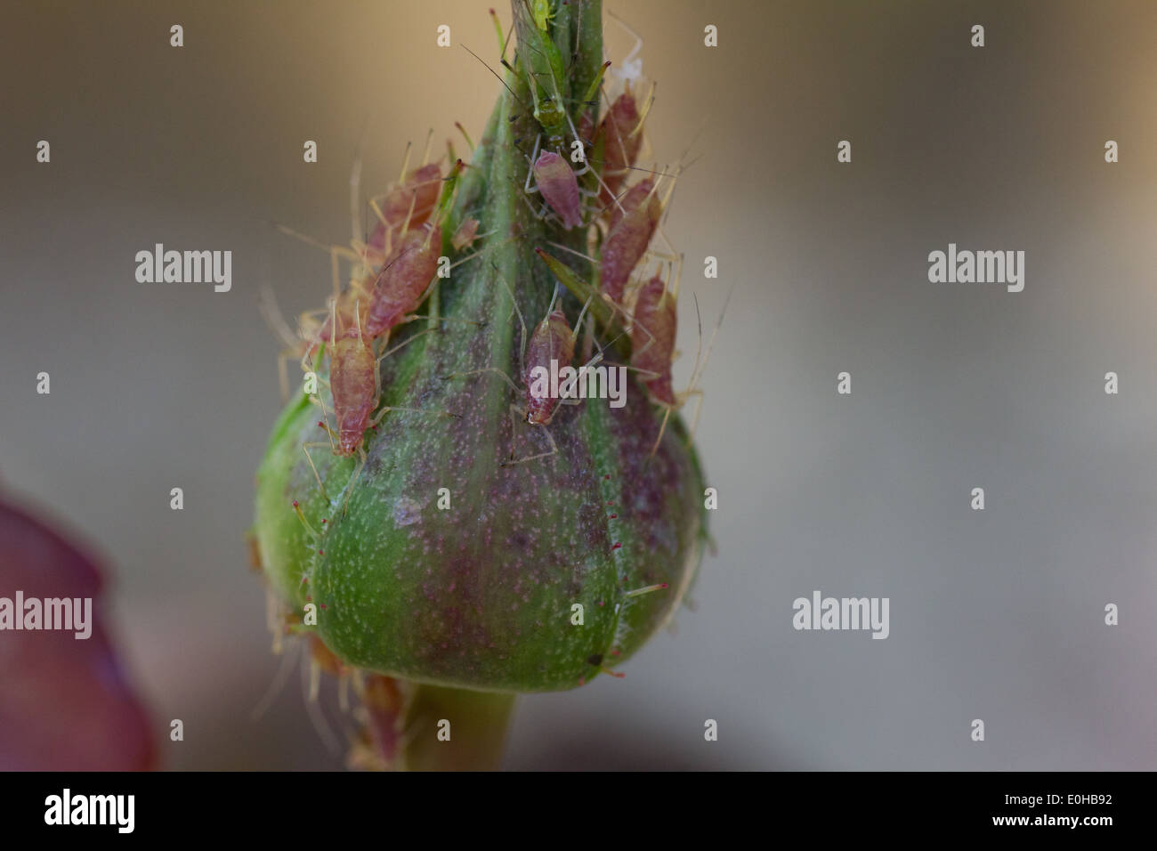 Rose pests hi-res stock photography and images - Alamy