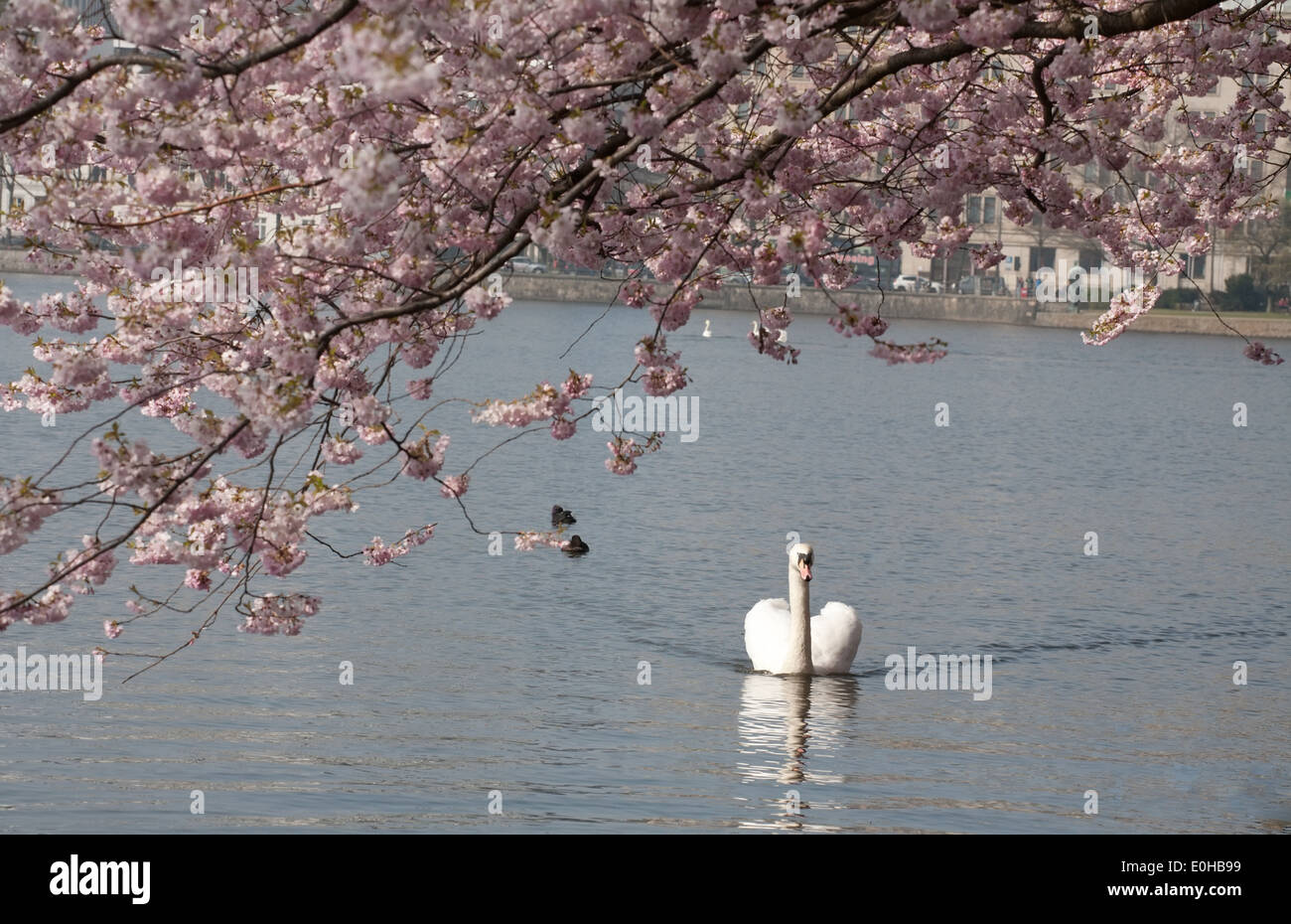 Blow up swan hi-res stock photography and images - Alamy