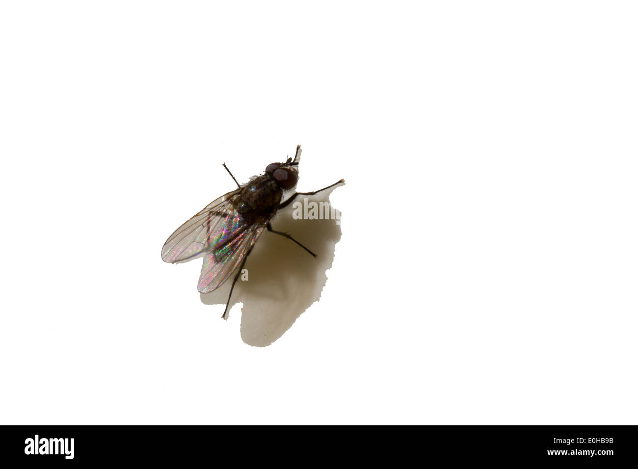 House fly food Cut Out Stock Images & Pictures - Alamy