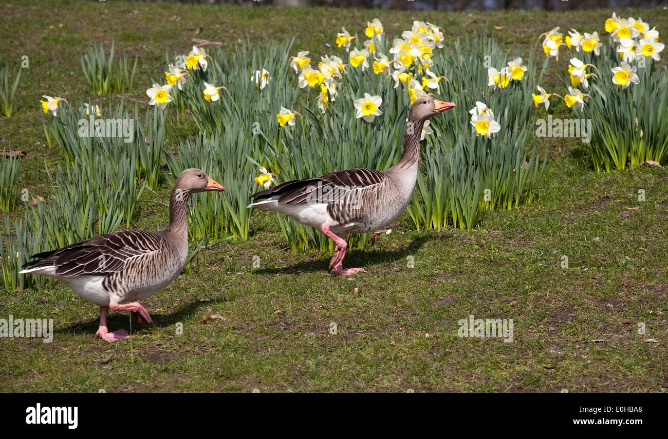two geese walking closeup side view on spring flowers background Stock ...