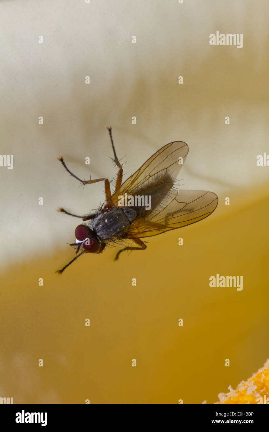 Macro of a fly on a yellow and white background Stock Photo - Alamy