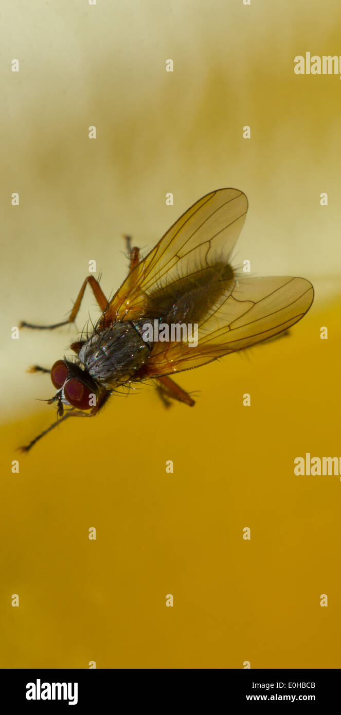 Macro of a fly on a yellow and white background Stock Photo - Alamy