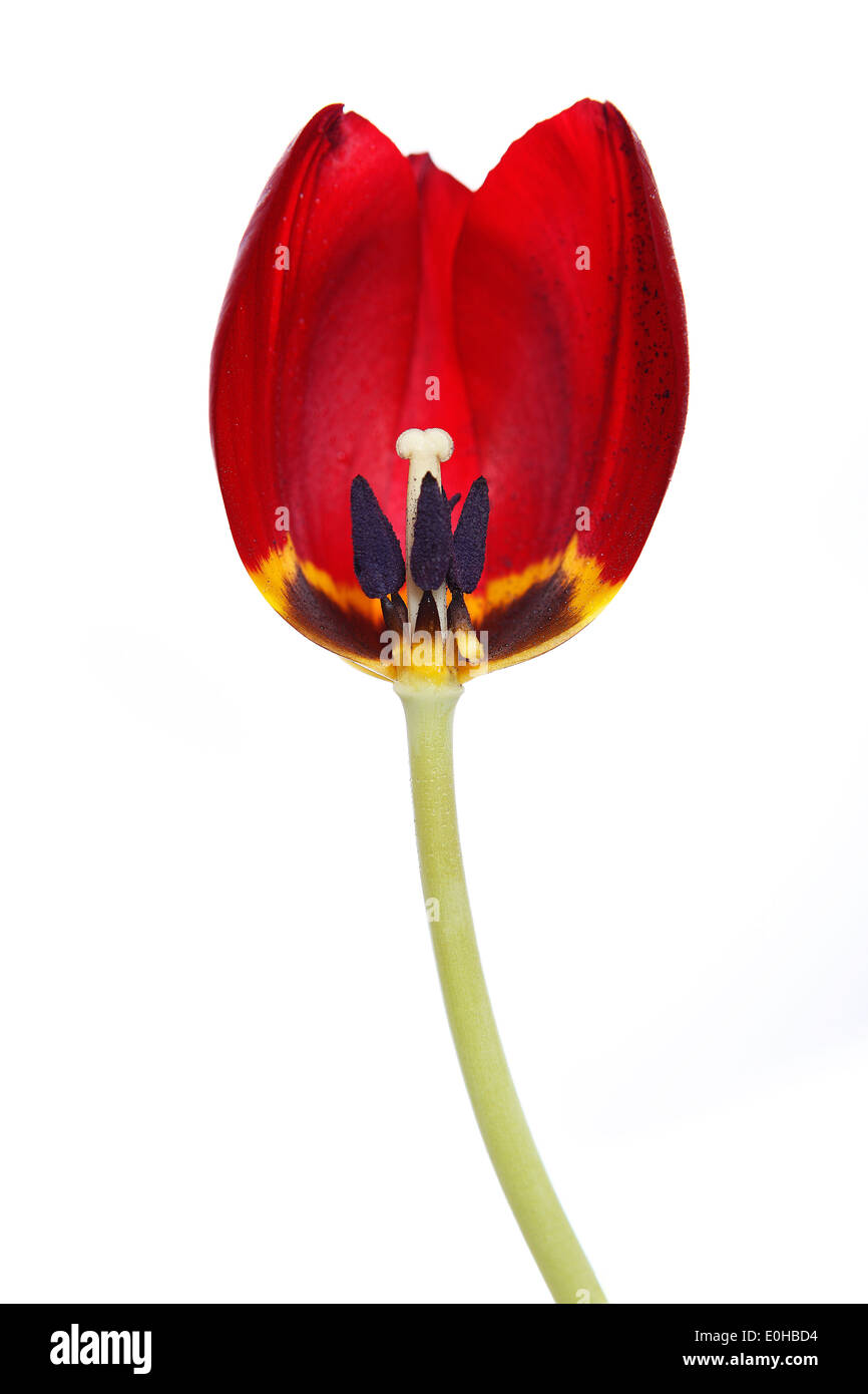 The flowers a flower at cross Cut Out Stock Images & Pictures - Alamy