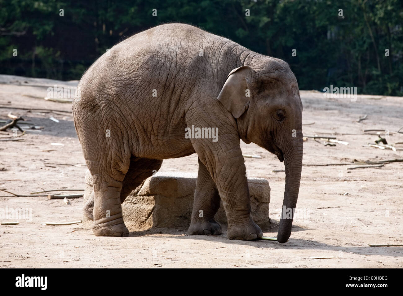 full-length elephant side view on zoo outdoor background Stock Photo ...