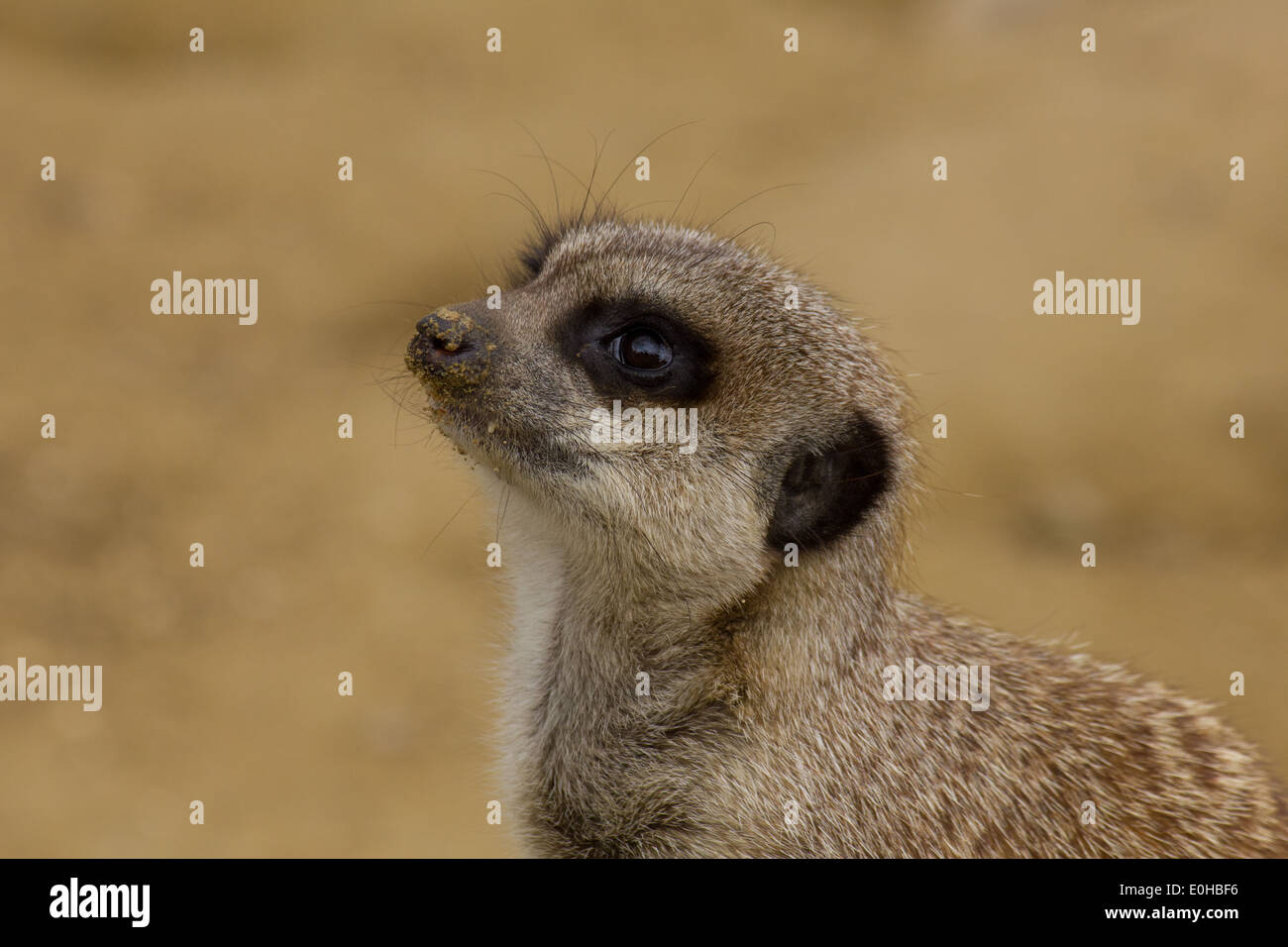 African security guard hi-res stock photography and images - Alamy