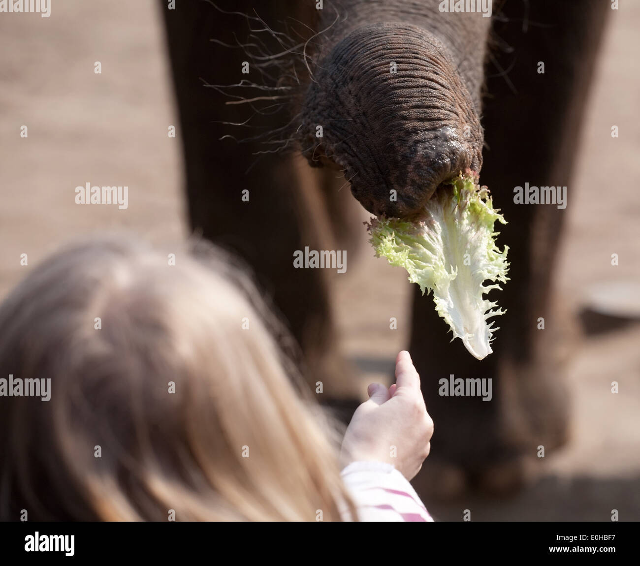 Closeup child nose hi-res stock photography and images - Alamy