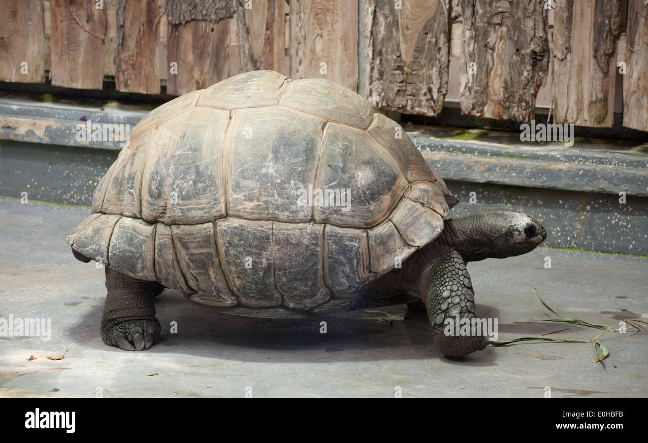 big Galapagos tortoise side view on outdoor background Stock Photo - Alamy
