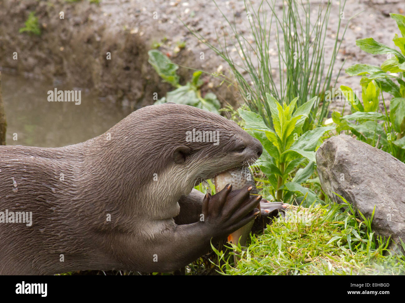 Otter eating fish, leaning up on to the river bank Stock Photo - Alamy