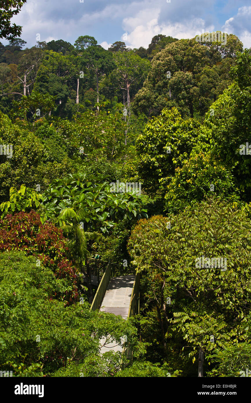 Canopy rainforest High Resolution Stock Photography and Images - Alamy