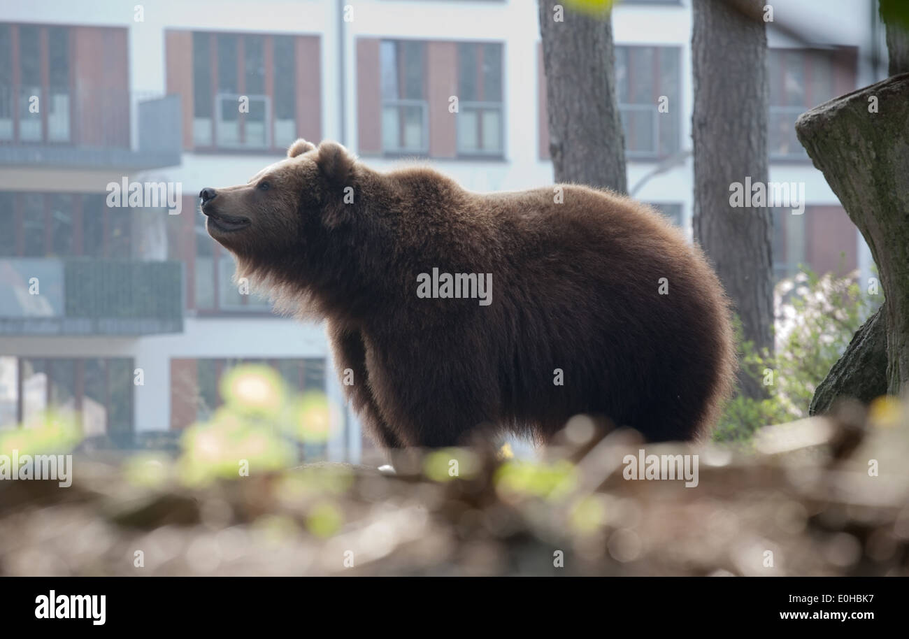 big brown bear standing on town houses background Stock Photo - Alamy