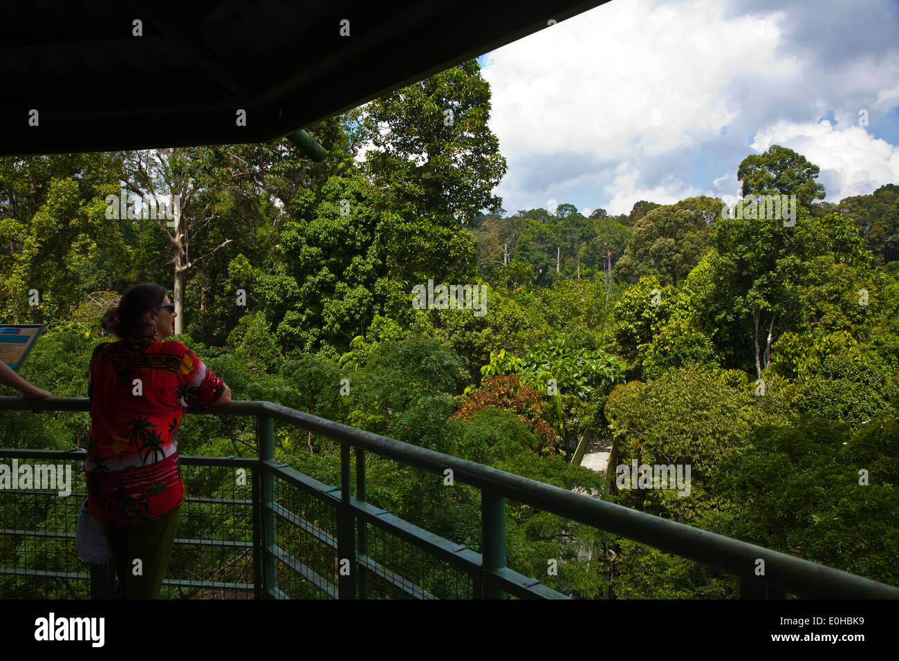 Viewing towers above the 90 foot high CANOPY WALKWAY at the RAINFOREST ...