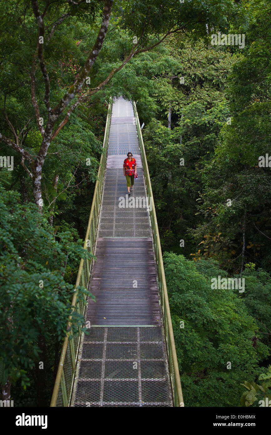 The 90 foot high CAN0PY WALKWAY at the RAINFOREST DISCOVERY CENTER ...