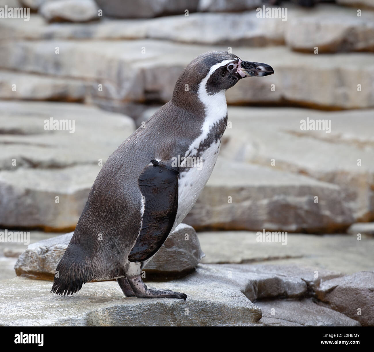small penguin with ringed wing closeup view on water background Stock ...