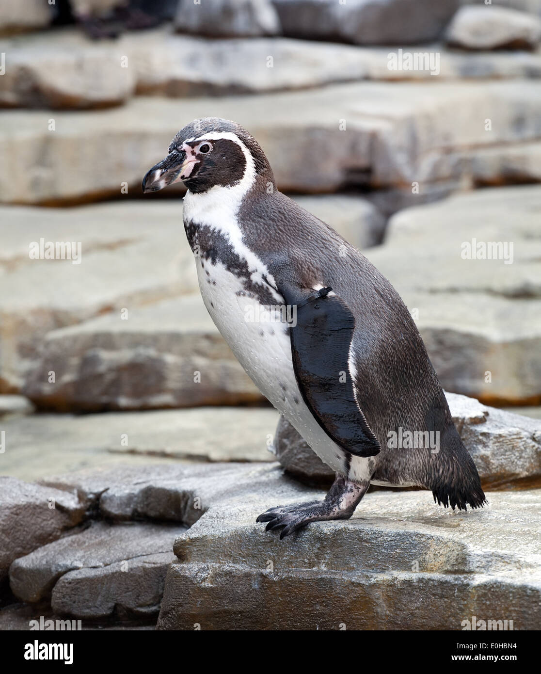 small penguin with ringed wing standing full-length closeup side view ...