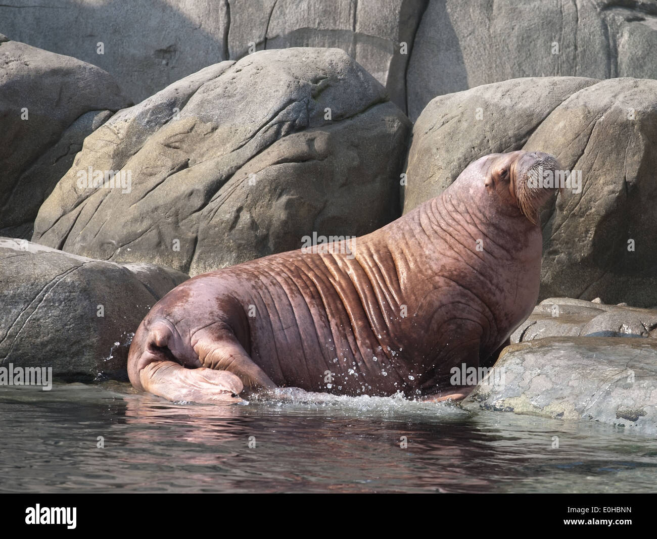 big fat walrus in profile on stone rocks outdoor background Stock Photo ...