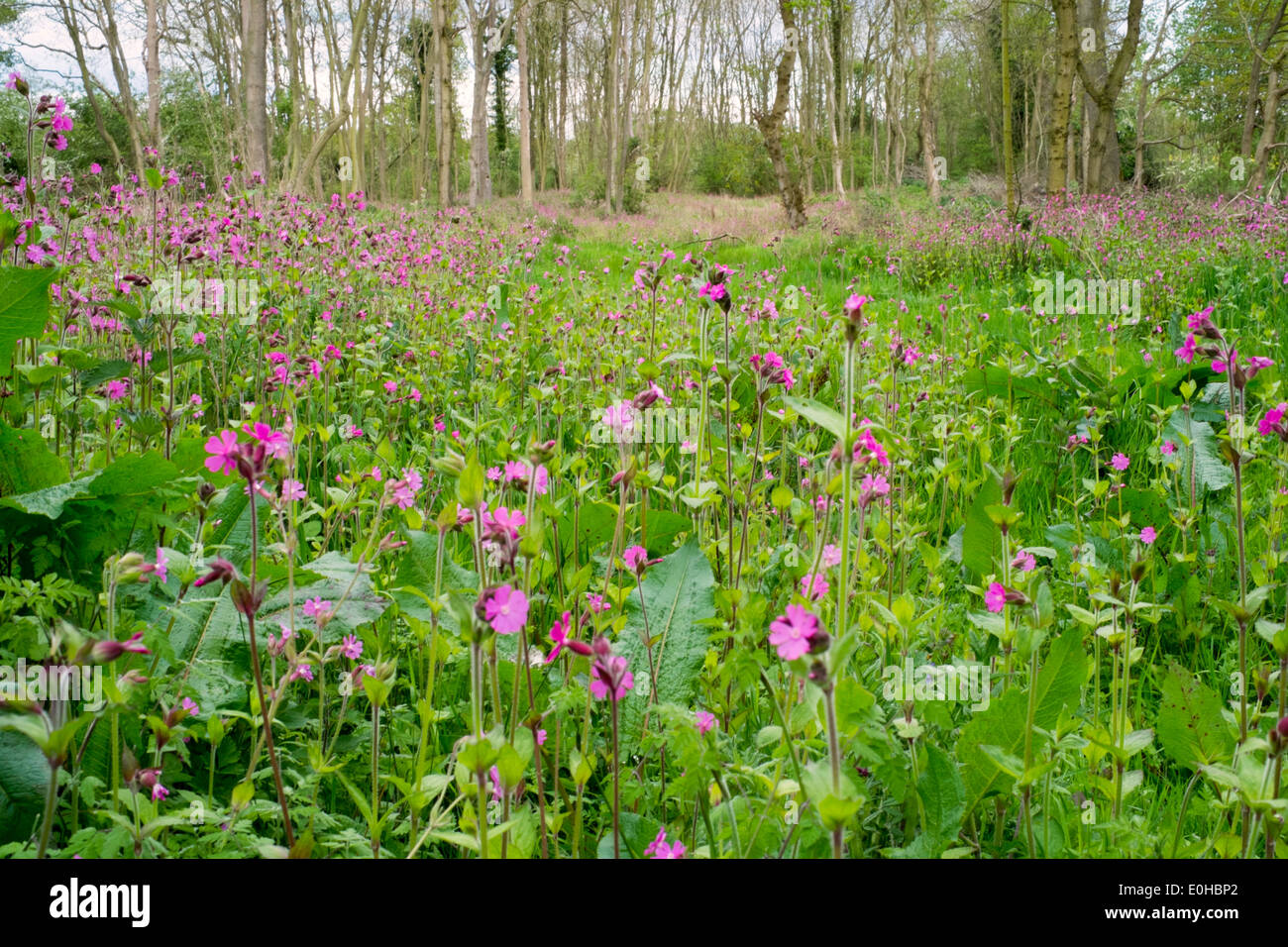 Woodland wildflower scene Stock Photo - Alamy