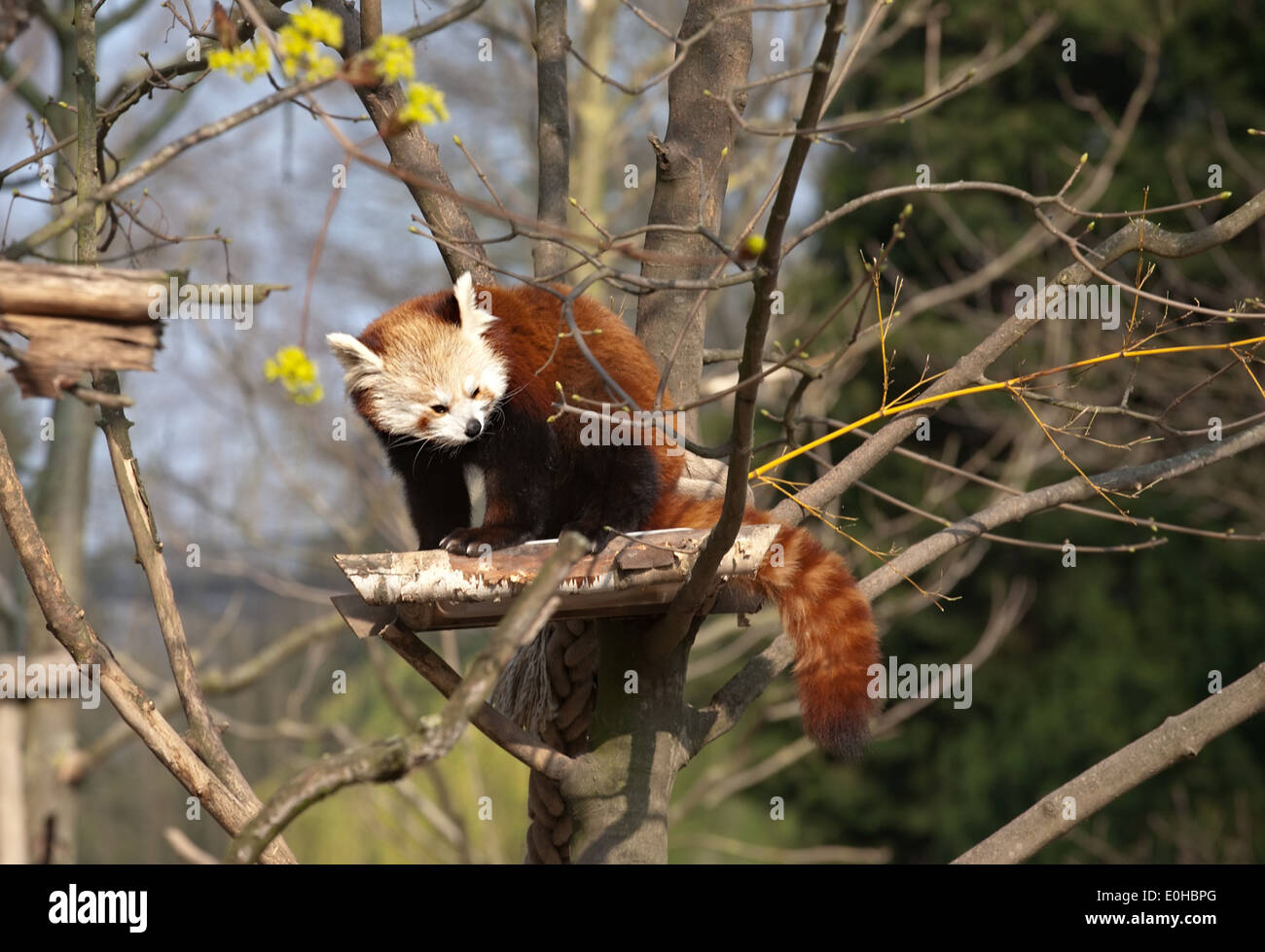 red panda on tree in the zoo, outdoor nature background Stock Photo - Alamy