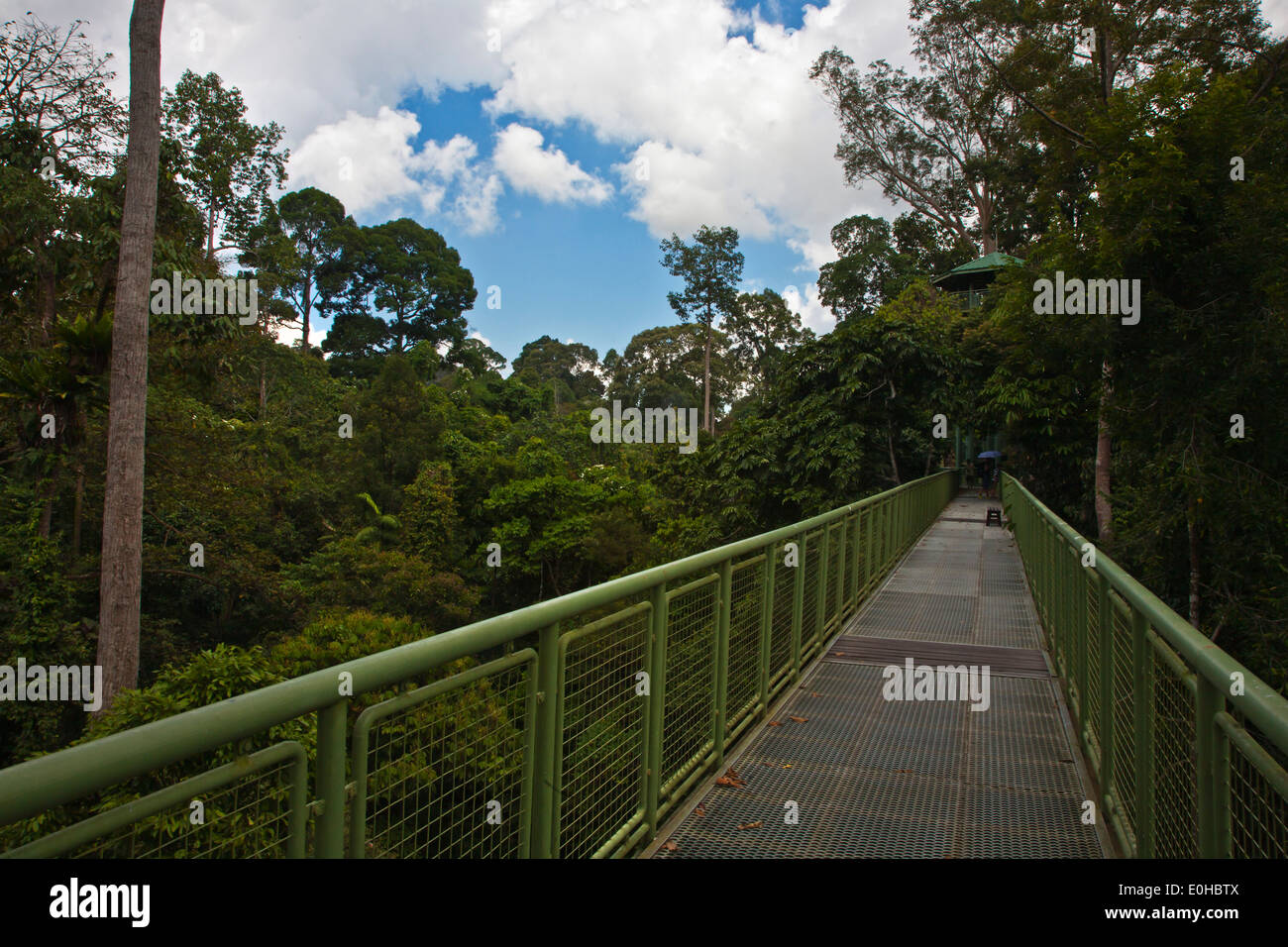 The 90 foot high CANOPY WALKWAY at the RAINFOREST DISCOVERY CENTER ...