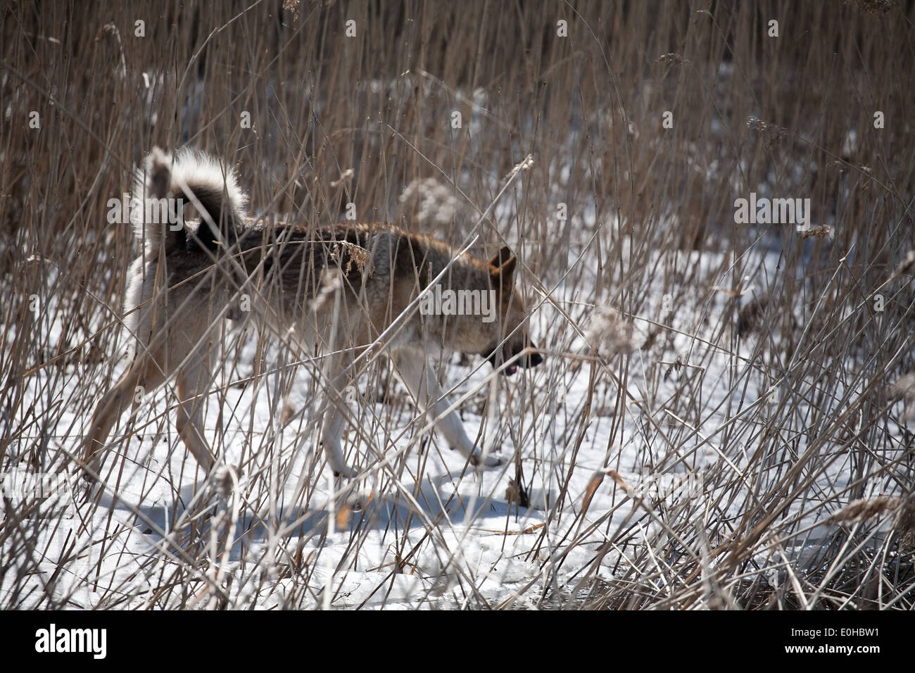 big dog hunting in winter cane bush Stock Photo - Alamy
