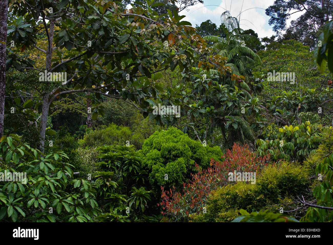 The RAINFOREST DISCOVERY CENTER located in the KABILI SEPILOK FOREST ...