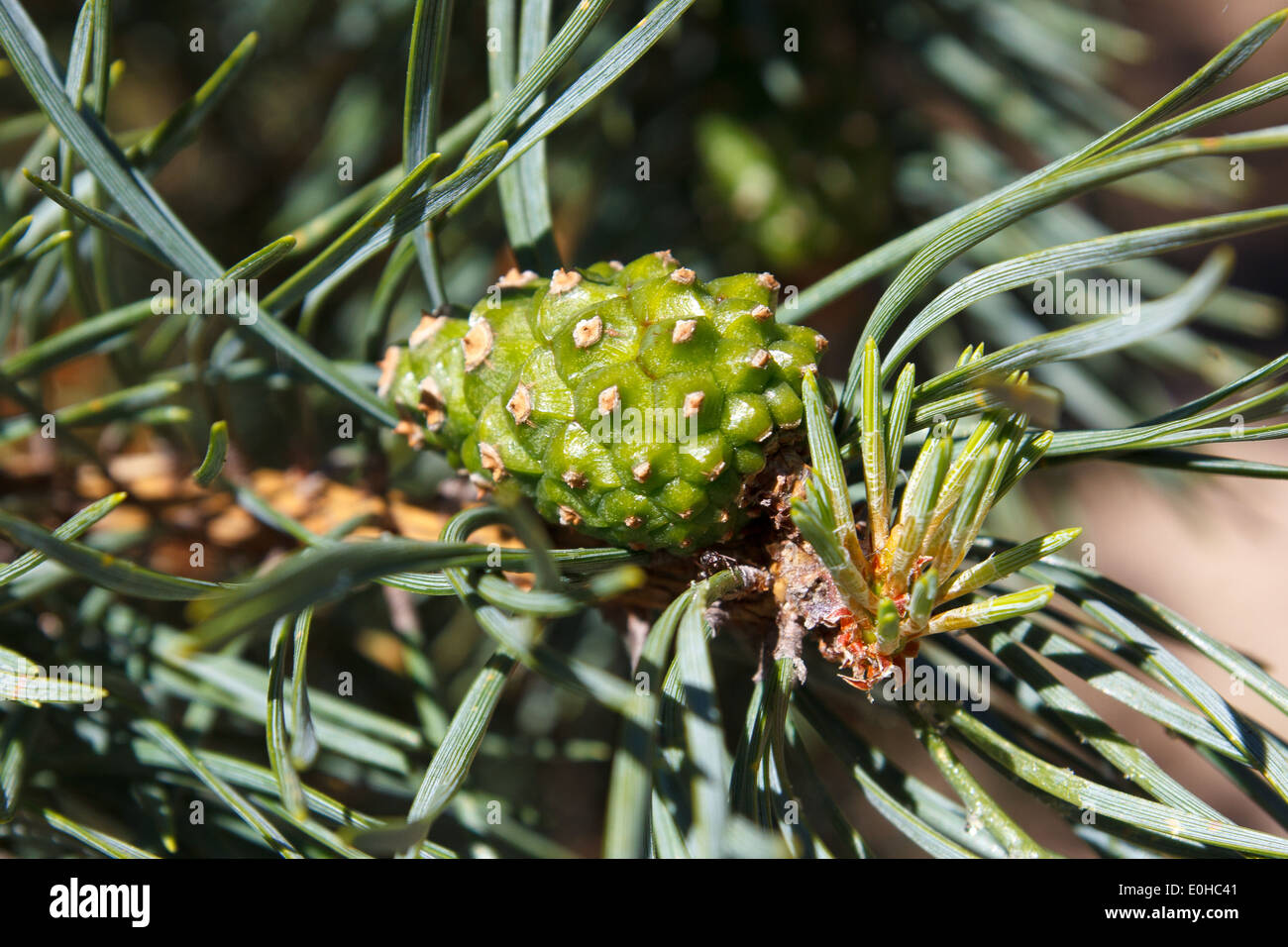 Cone of tree hi-res stock photography and images - Alamy