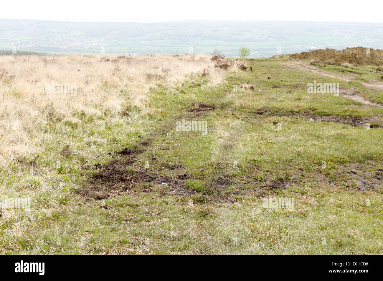 Path and trails on the Mendip hills, Blackdown, damage from over usage ...