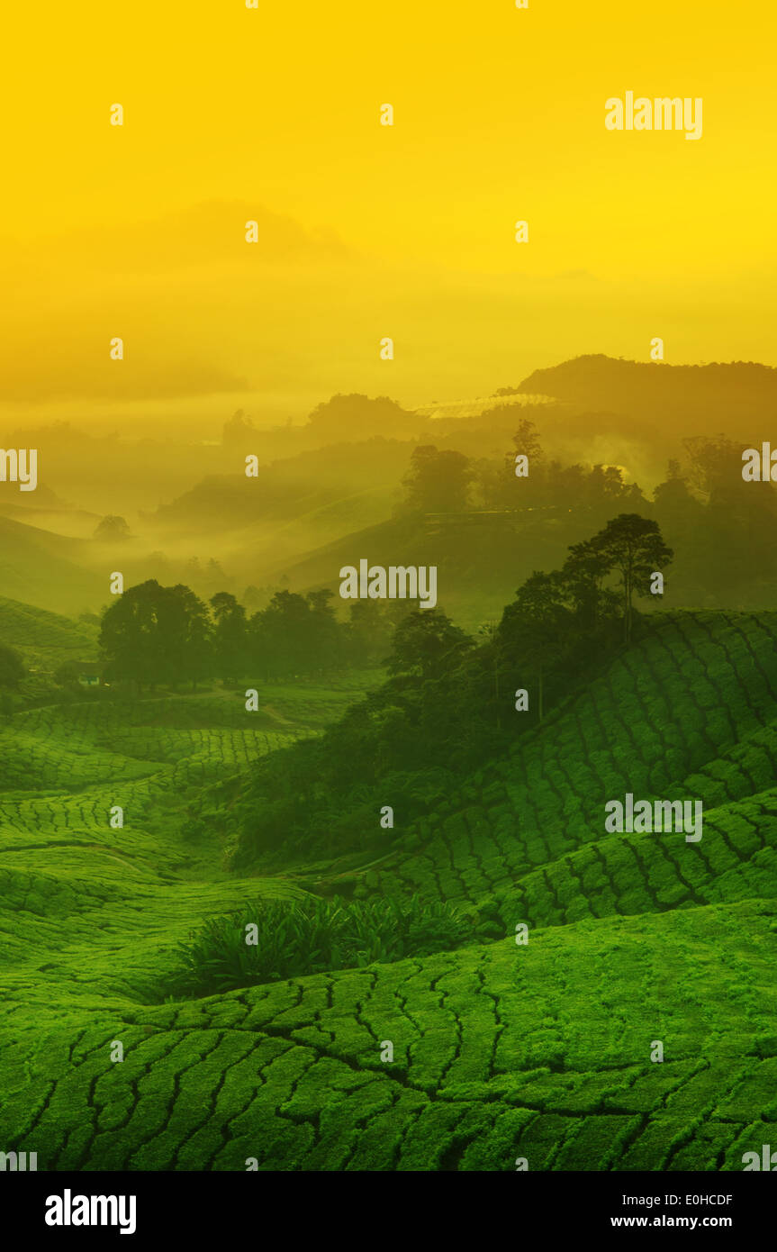 Landscape view of tea plantation with golden sunrise in morning ...