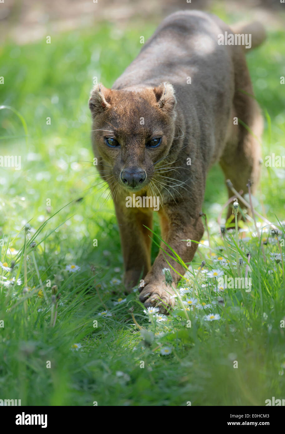 Fossa hi-res stock photography and images - Alamy