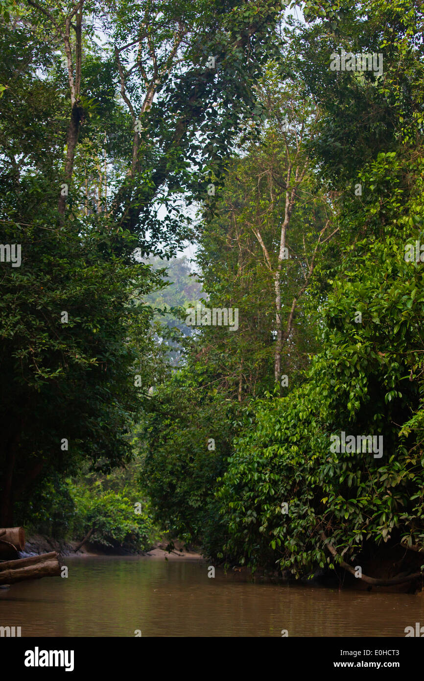 The KINABATANGAN RIVER WILDLIFE SANCTUARY is home to many wildlife ...