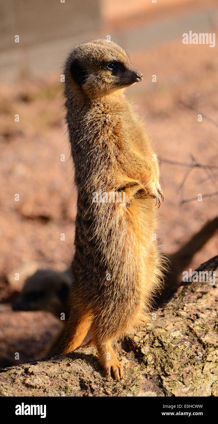 Meercat hi-res stock photography and images - Alamy
