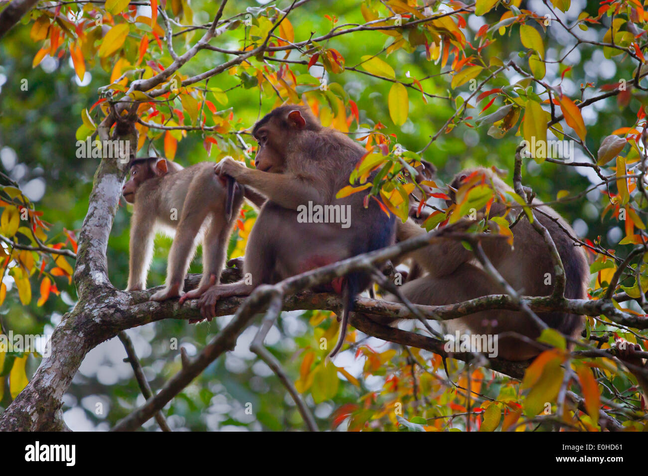 Stump tailed macaques hi-res stock photography and images - Alamy