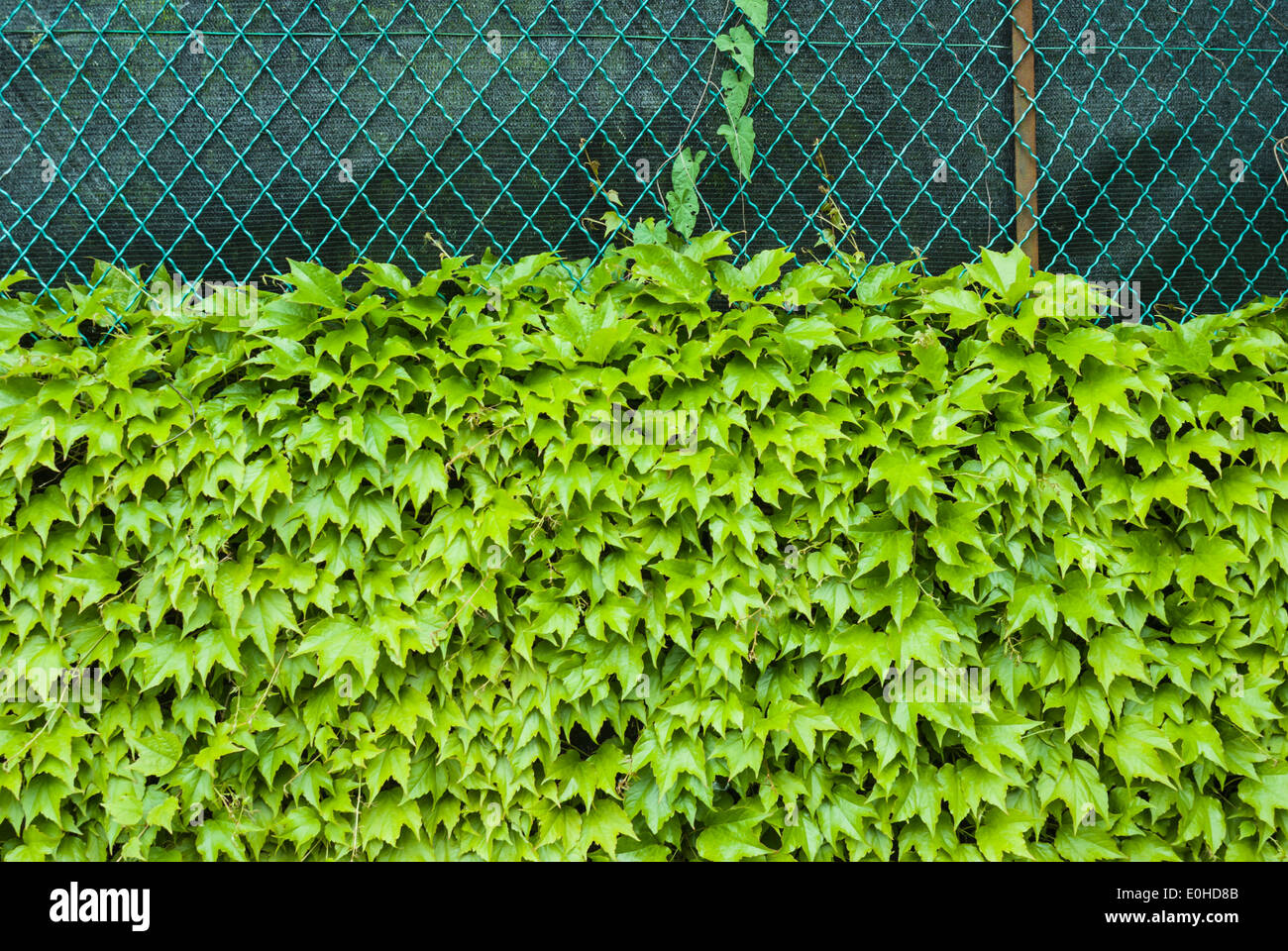 Creeper Fence High Resolution Stock Photography and Images - Alamy