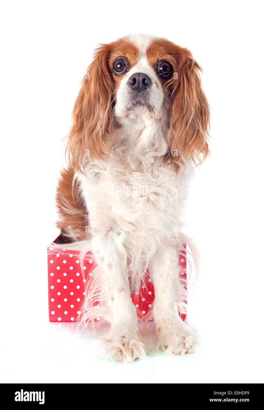 cavalier king charles in front of white background Stock Photo - Alamy