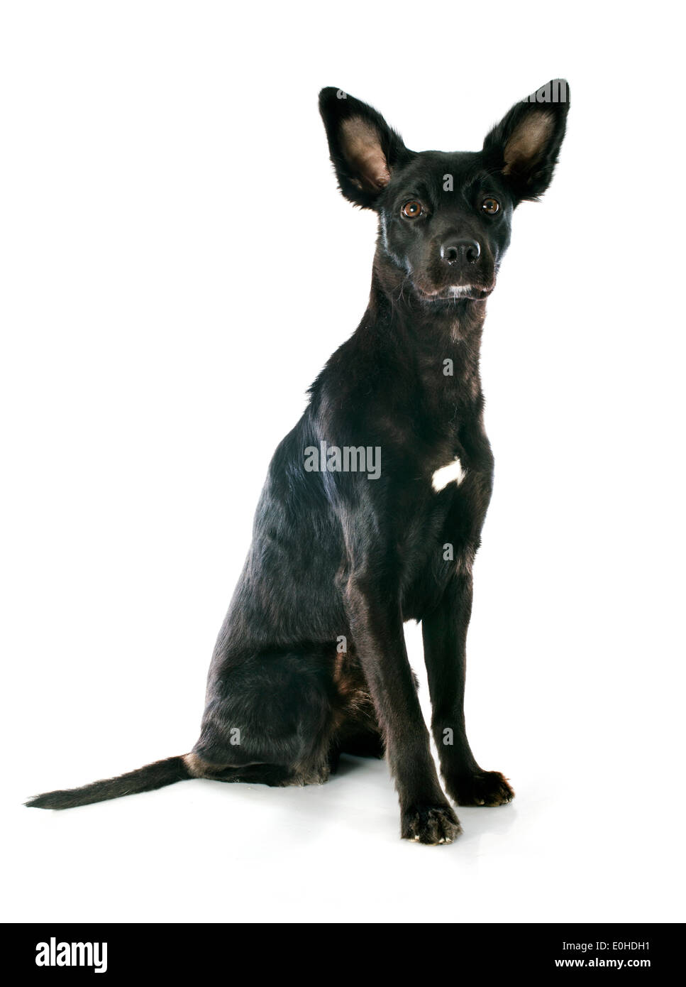 peruvian dog in front of white background Stock Photo - Alamy