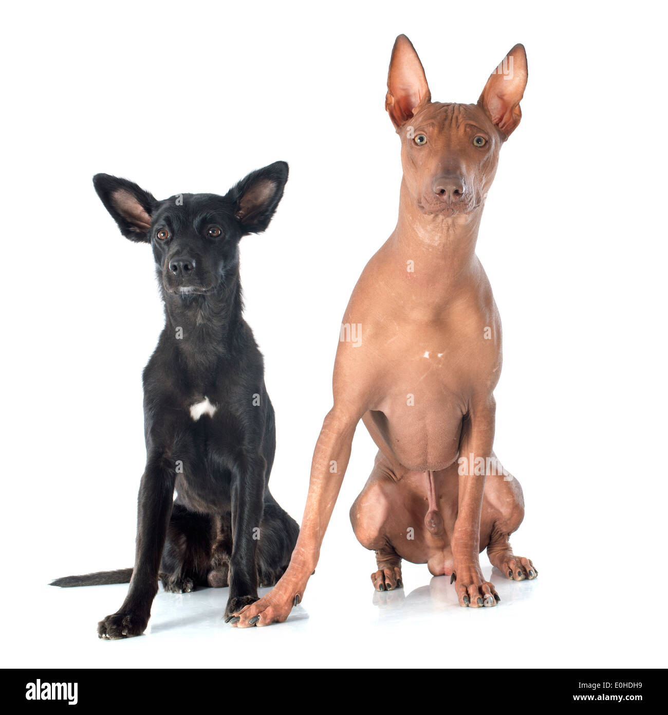 peruvian dogs in front of white background Stock Photo - Alamy