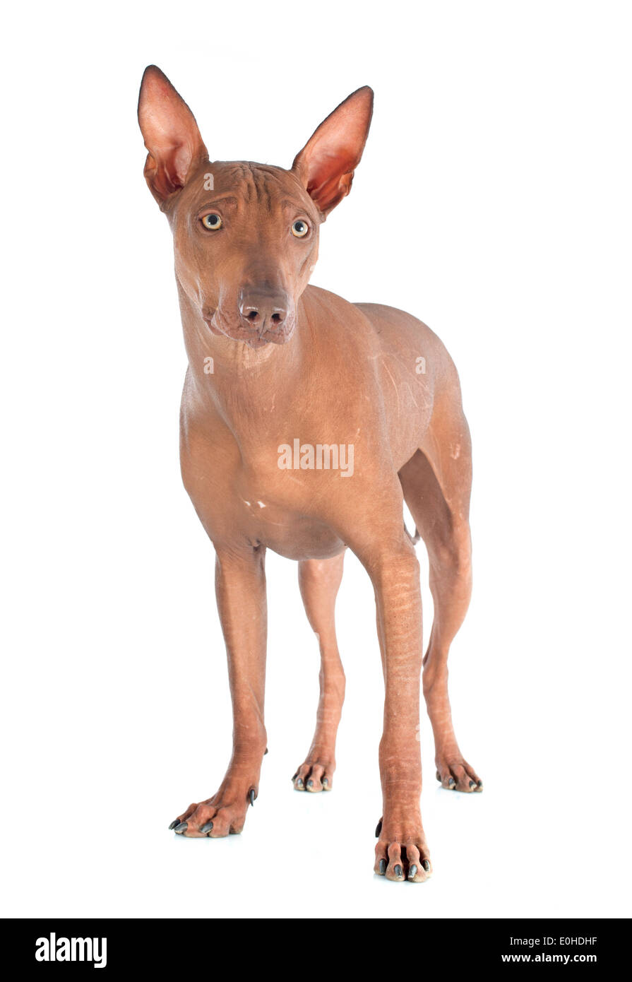 peruvian dog in front of white background Stock Photo - Alamy
