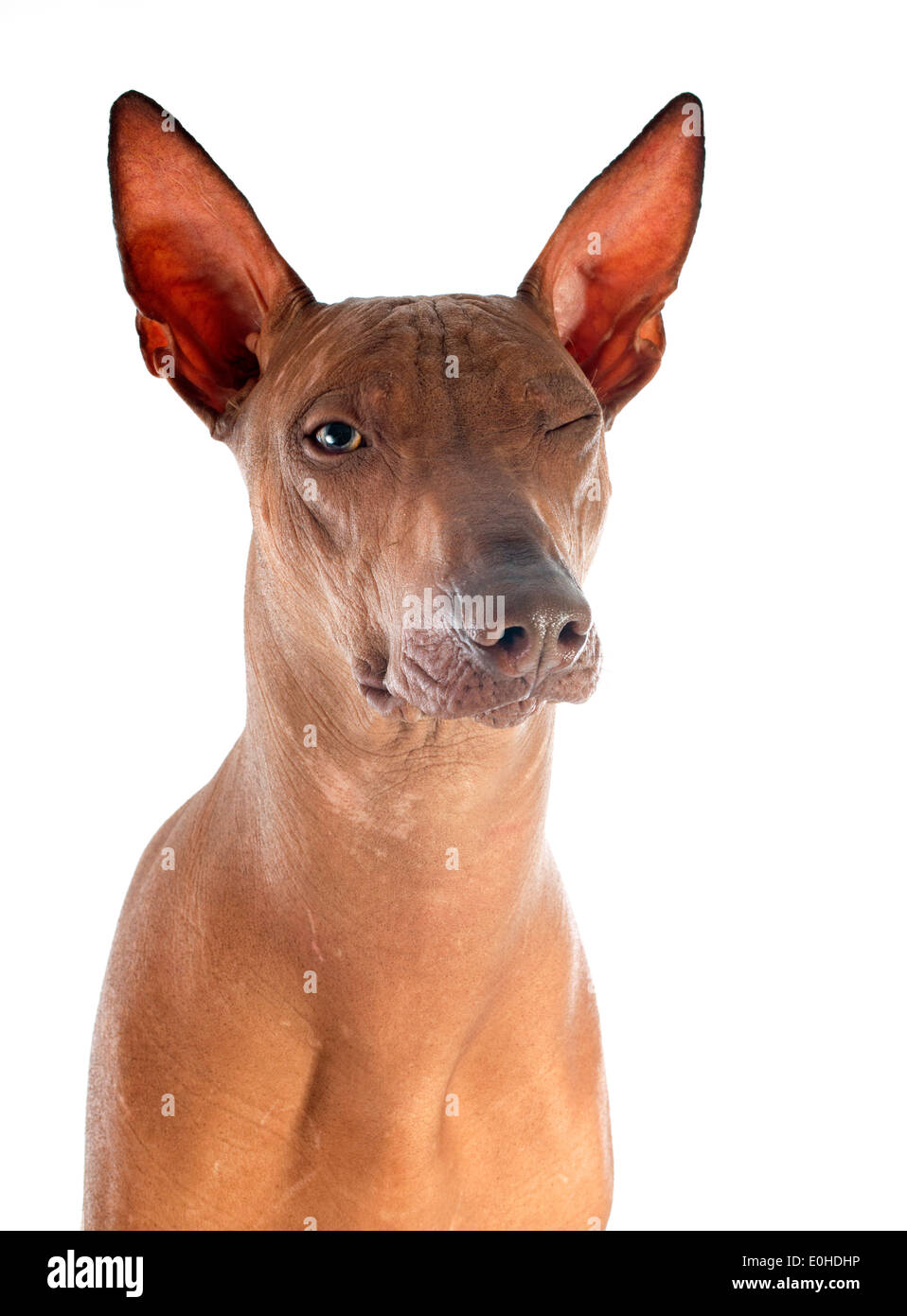 peruvian dog in front of white background Stock Photo - Alamy