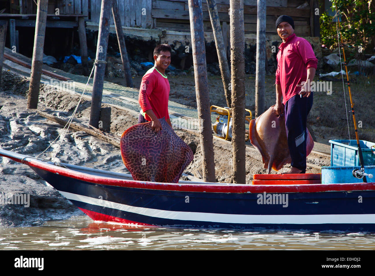 Fisherman catch stingrays in BAKO NATIONAL PARK is located in SARAWAK ...