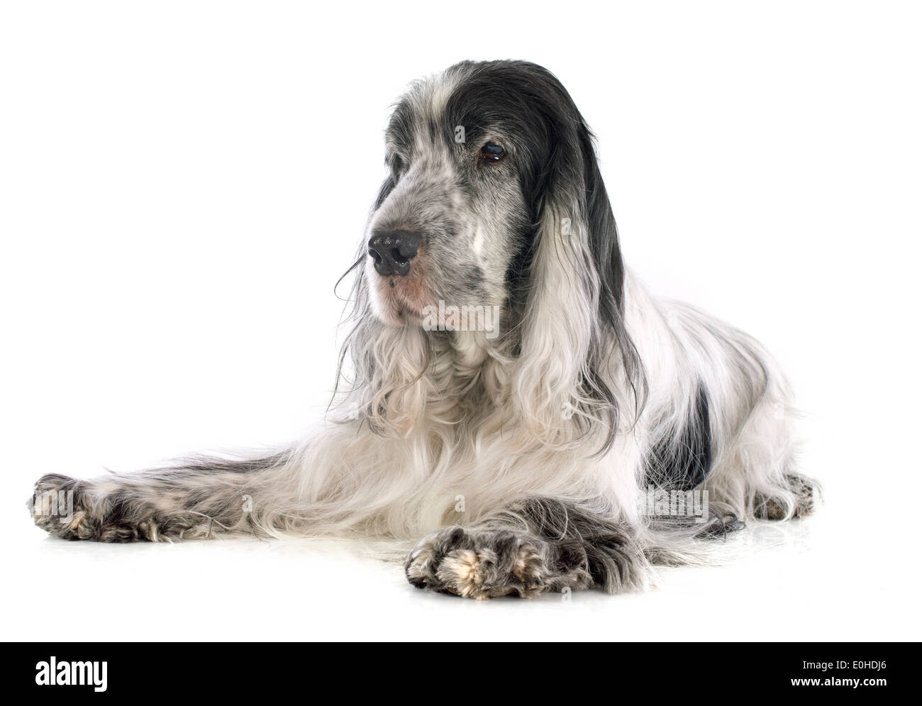 Old english cocker spaniel hi-res stock photography and images - Alamy