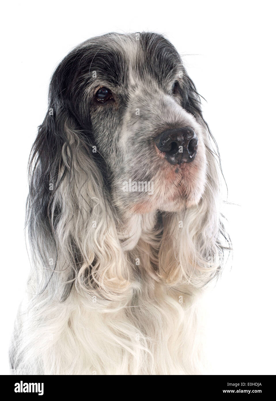cocker spaniel in front of white background Stock Photo - Alamy
