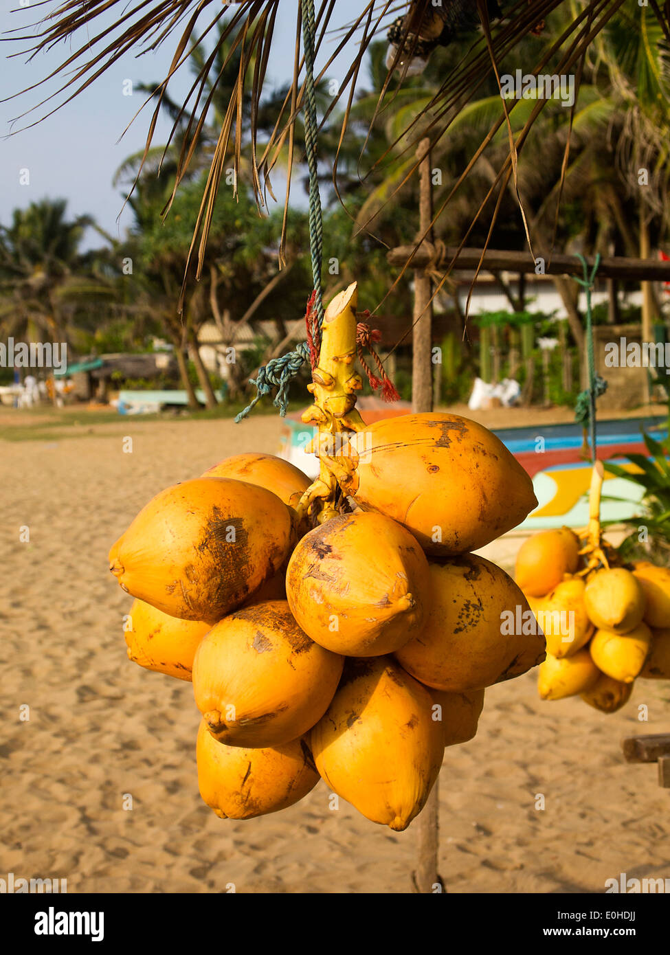 Coconuts hanging on a stand at the beach in Sri Lanka Stock Photo - Alamy