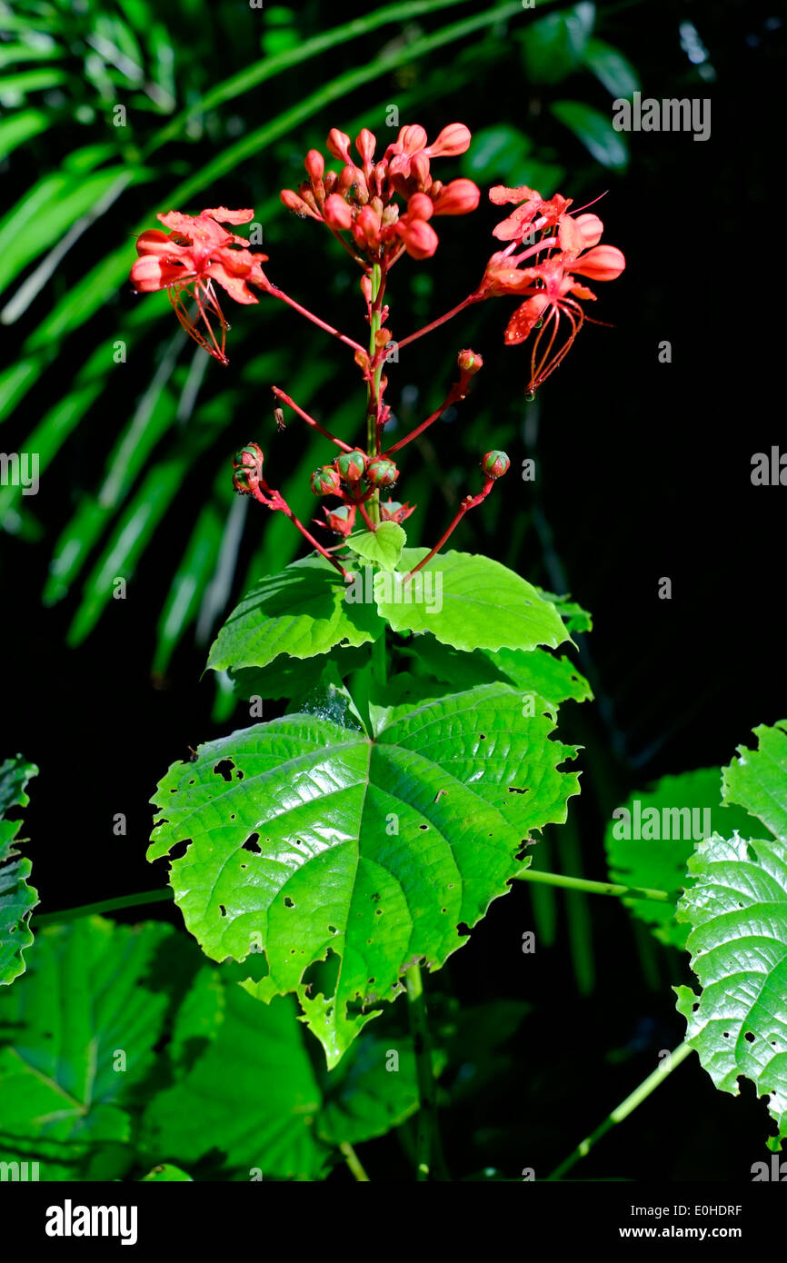 tropical wild flower clerodendrum speciosissimum with red flowers and ...